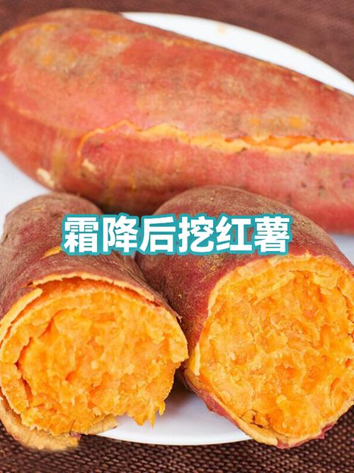 挖红薯的过程图标