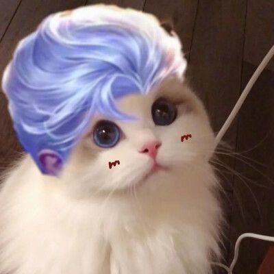 王者小猫头像图片图标