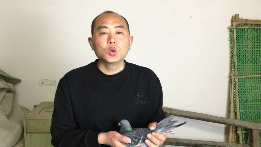 君扬大鸽鸽视频大全图标