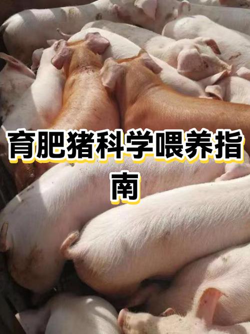 养小猪需要注意什么图标