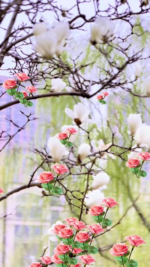 漂亮的花卉视频