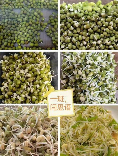 豆芽菜是什么豆子的芽图标