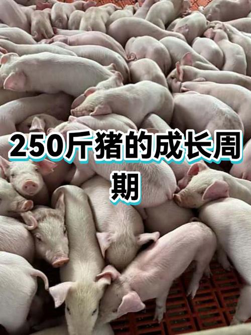 标准猪多少斤图标