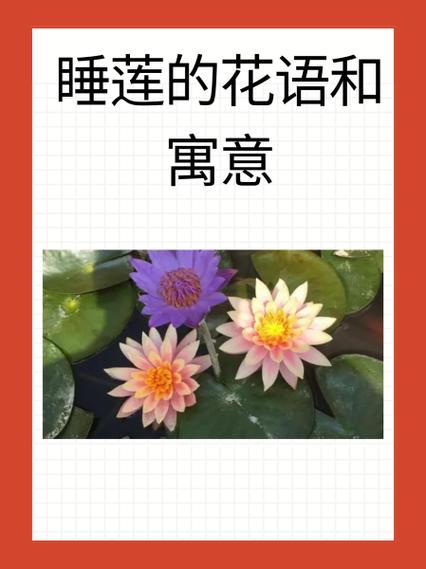 荷花的花语寓意图标