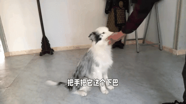 清除动物指令的方法图标