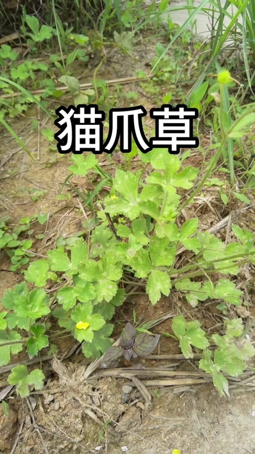 猫爪草图片图标