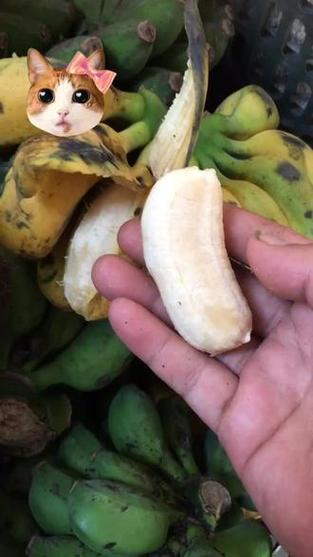 小米蕉黑了还能吃吗图标