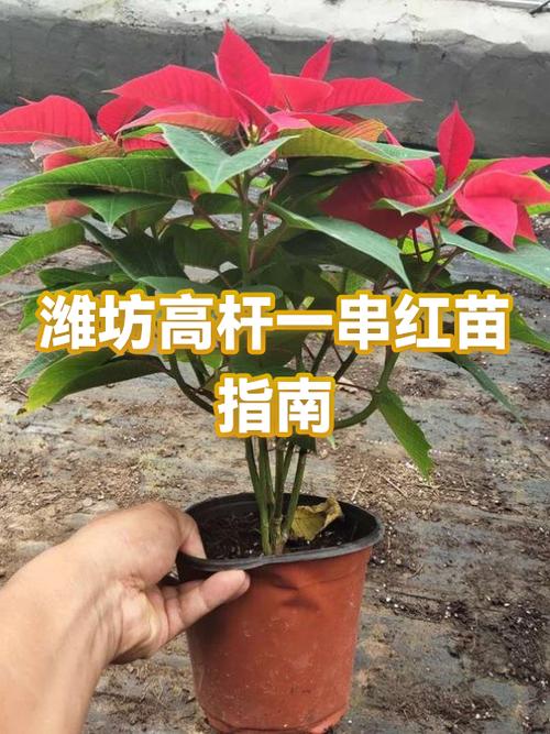 一串红小苗价格图标