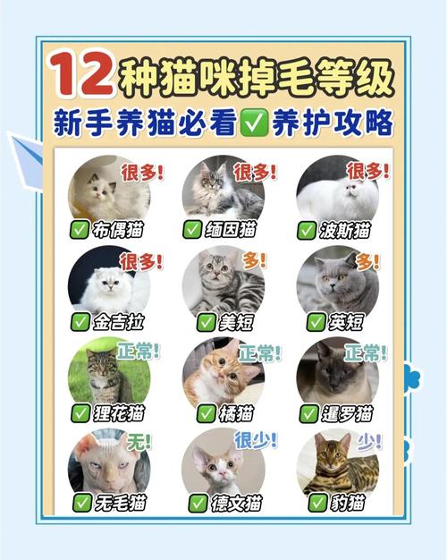 懒猫分期现在叫什么图标