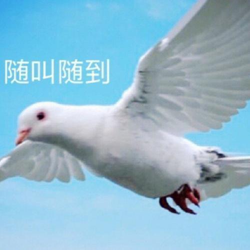 鸽子随叫随到表情包图标