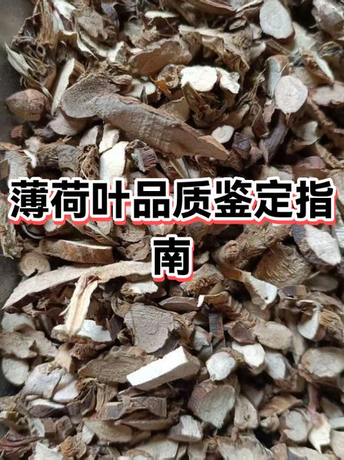 卜荷和薄荷的区分图标