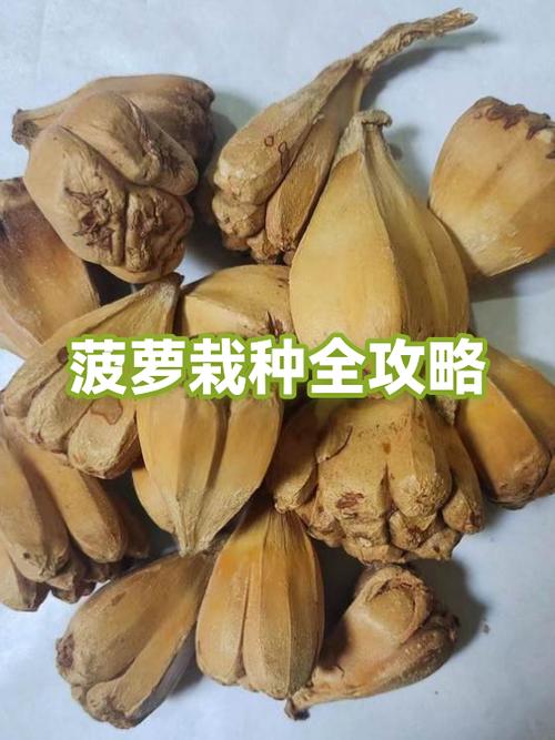 菠萝怎么种