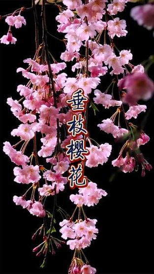 中国樱花最贵三个品种图标