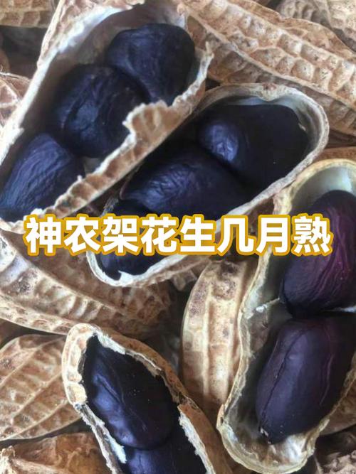 花生一般几月份成熟图标