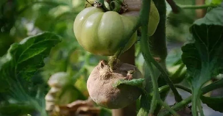 番茄果实病害图谱和防治图标
