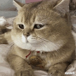 猫头硬不硬图标