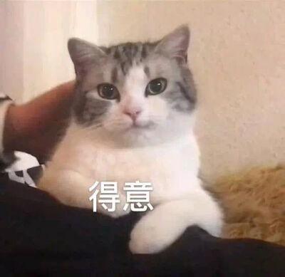 猫咪得意表情包图标