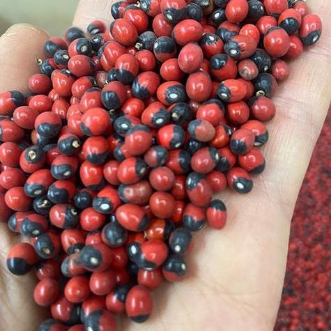 相思豆是我们吃的红豆吗图标