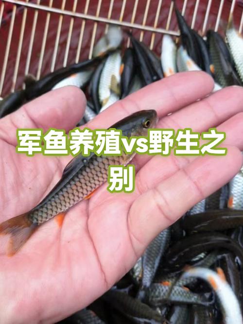 军鱼为何不建议养图标