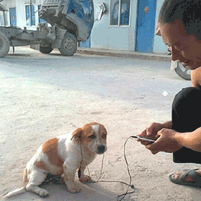 下载配狗音乐图标