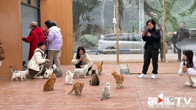 小猫赚图标