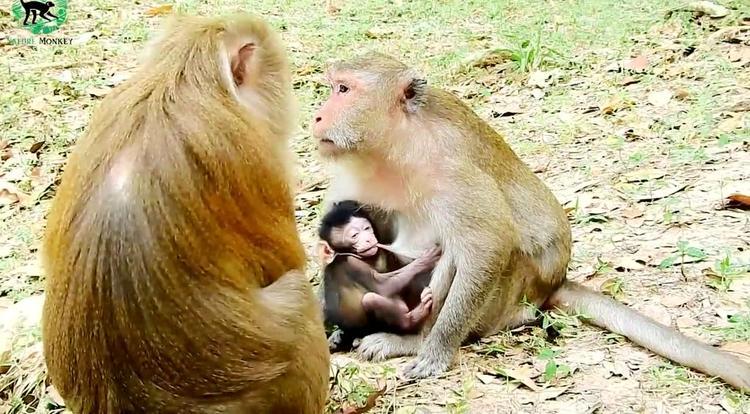 老猴子和小猴子图标