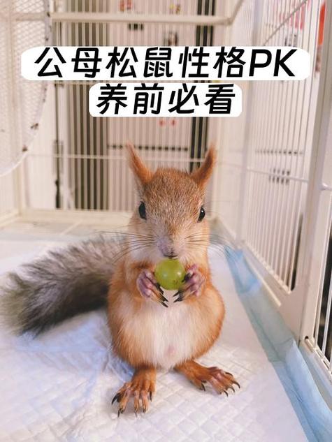 松鼠好养吗图标