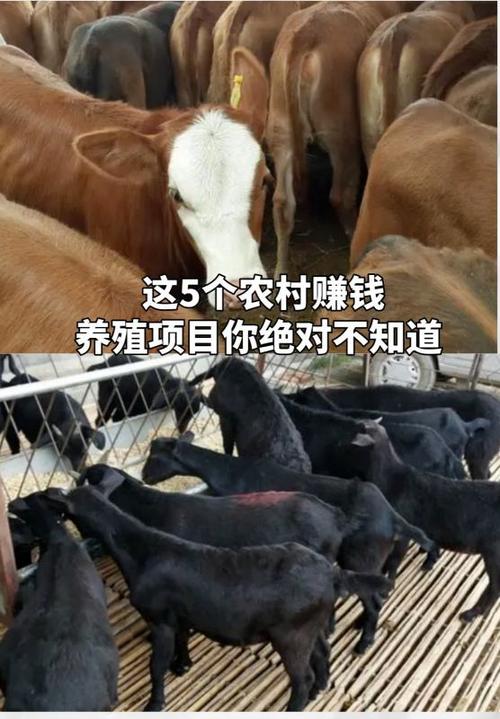 开养殖场赚钱吗图标
