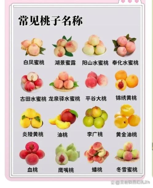 桃子有几种类型图标