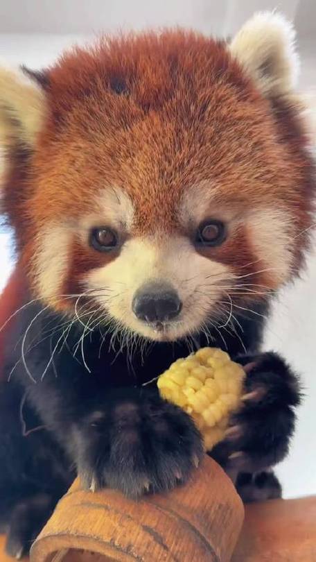 熊猫可以吃什么食物图标