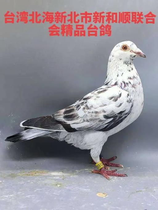 台湾查鸽网TPA图标
