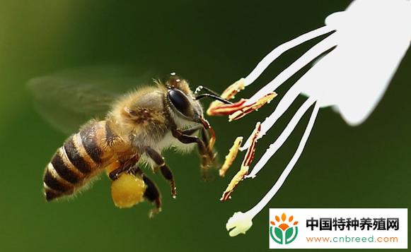 40箱蜂一年赚多少钱图标