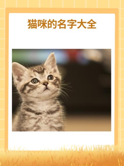 猫名字大全可爱的女生截图