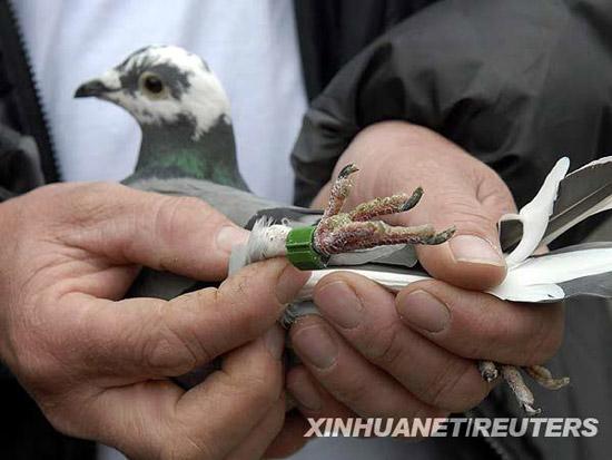 飞鸽传信图标