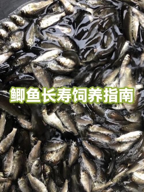 鲫鱼的寿命图标