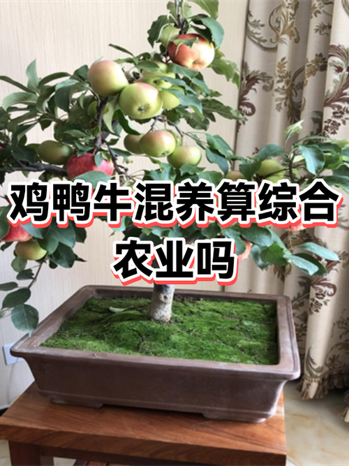鸡鸭牛可以同吃吗
