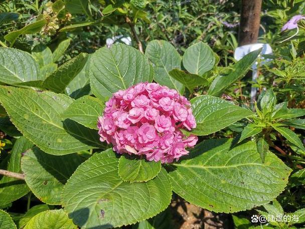 识花app免费下载