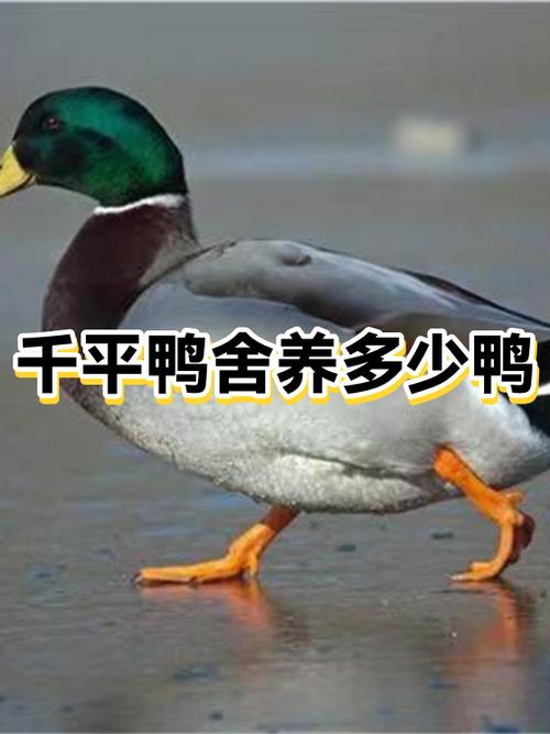 养鸭子一般养几只图标