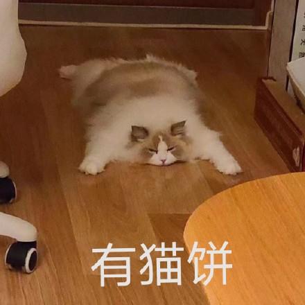 猫饼图片