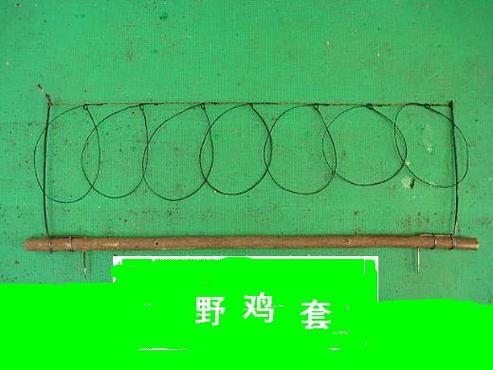 野鸡叫声大全诱捕器图标