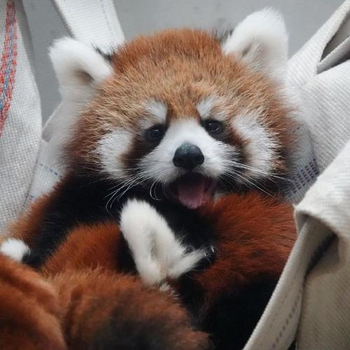 红熊猫有香腺截图
