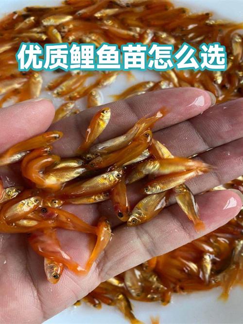 红鲤鱼一般人不敢养图标