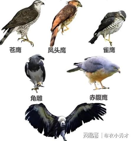 100个鹰的名字图标