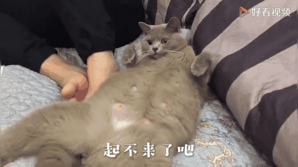 猫咪怀孕睡觉姿势图标