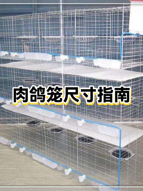 鸽子笼最佳尺寸截图