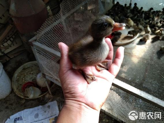 正品鸭鸭是哪里发货图标