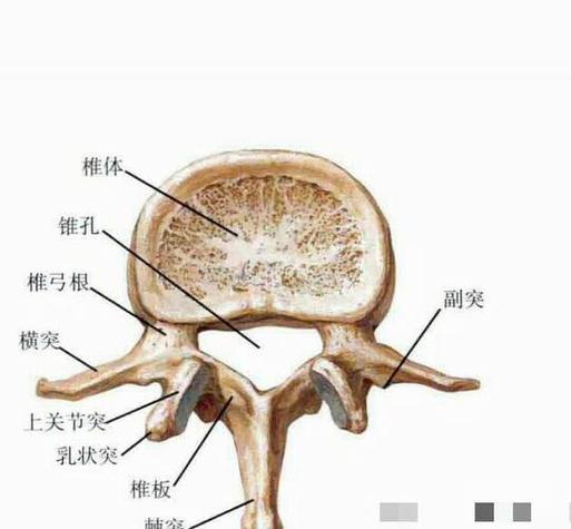人体腰椎骨骼结构图图标
