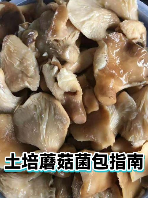 蘑菇菌包在家怎么养图标