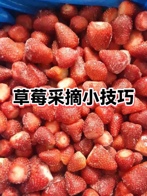 草莓刚摘下来可不可以吃图标
