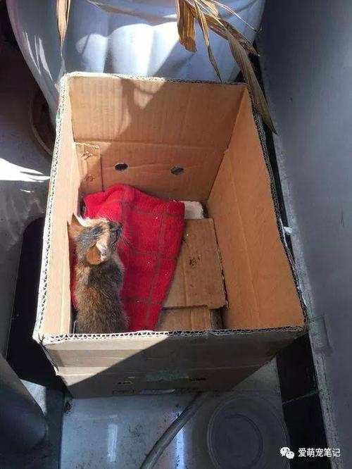 被捡来的小奶猫咬了图标